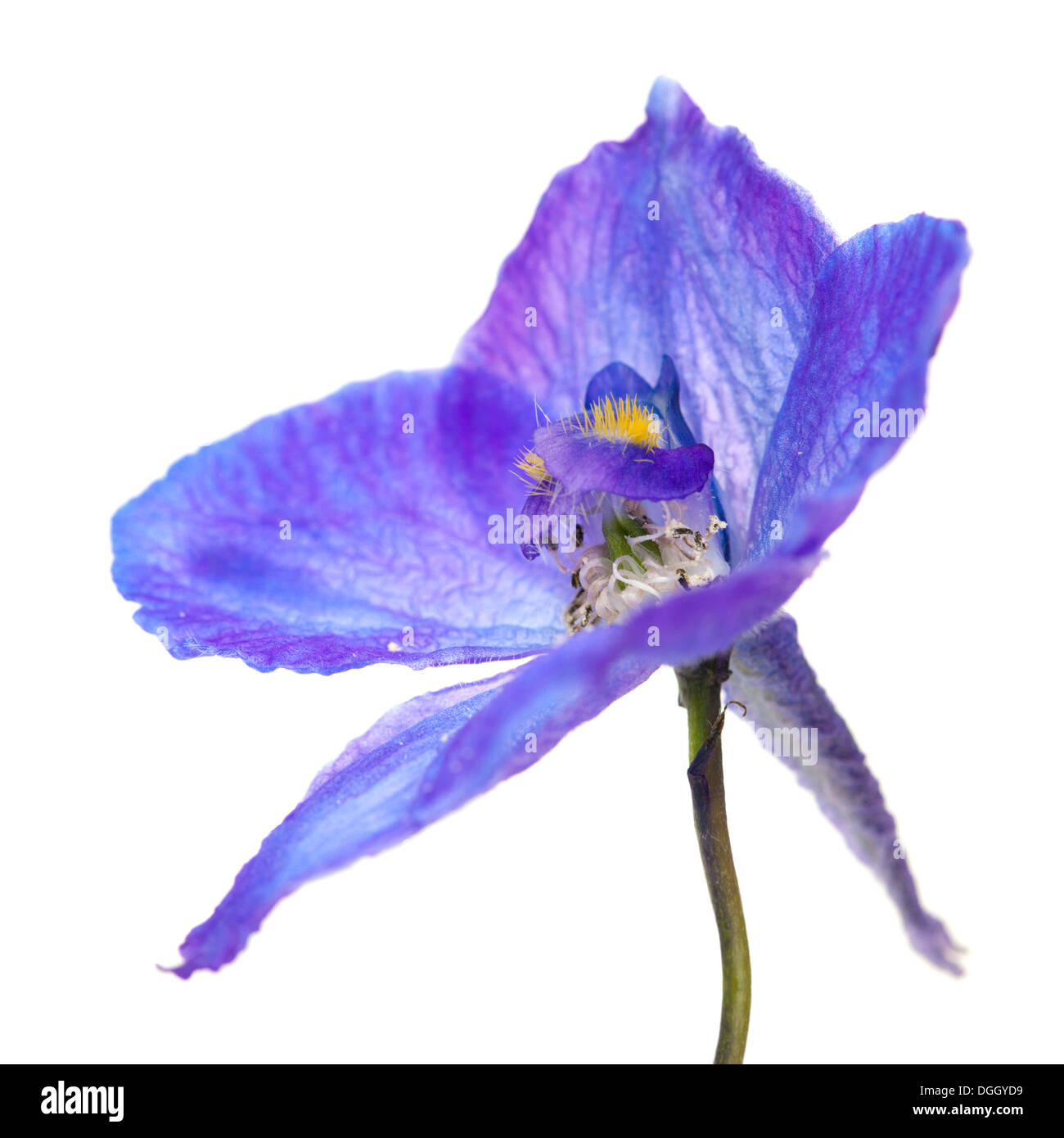 dark blue delphinium flower isolated on white Stock Photo - Alamy