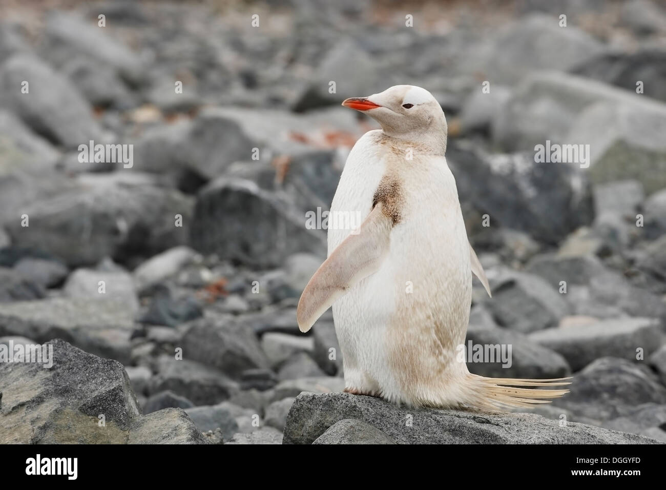 Gentoo Penguin (Pygoscelis papua) albino, adult, standing on rocks ...