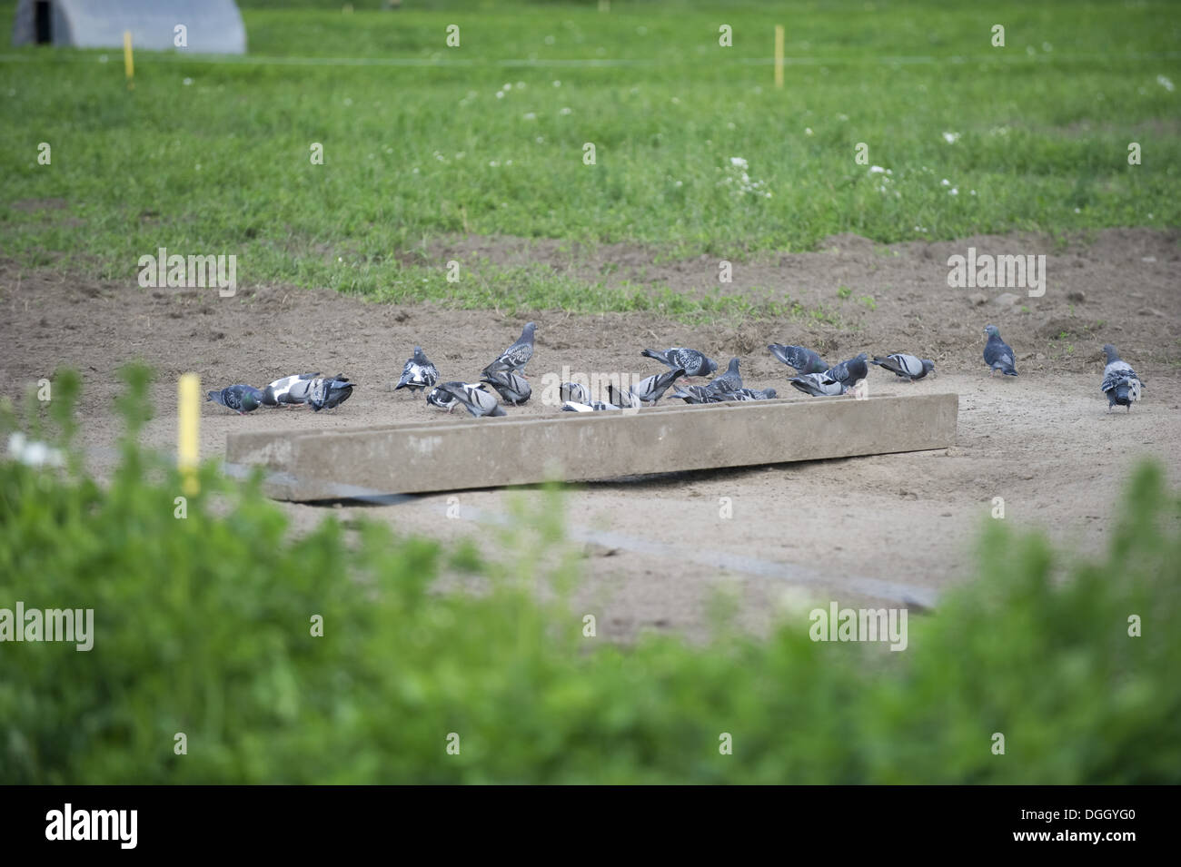 Feral Pigeon (Columba livia) flock, feeding beside freerange pig trough ...