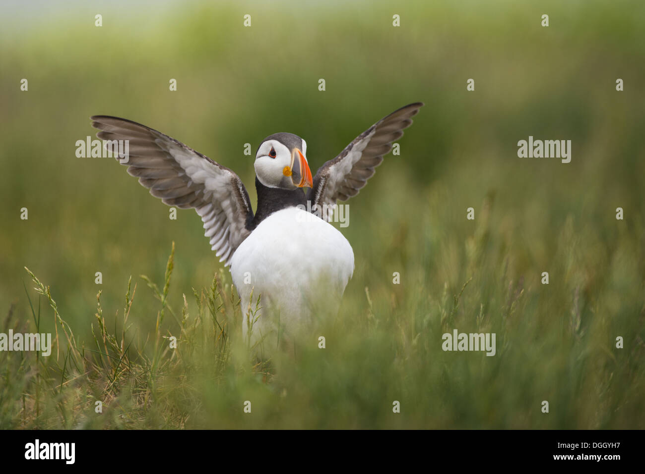 Atlantic Puffin (Fratercula arctica) adult breeding plumage displaying ...