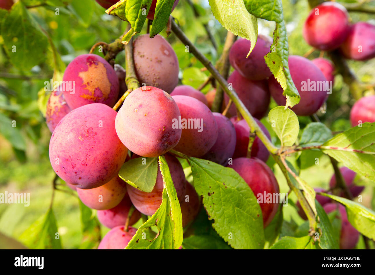 Plum tree uk hi-res stock photography and images - Alamy