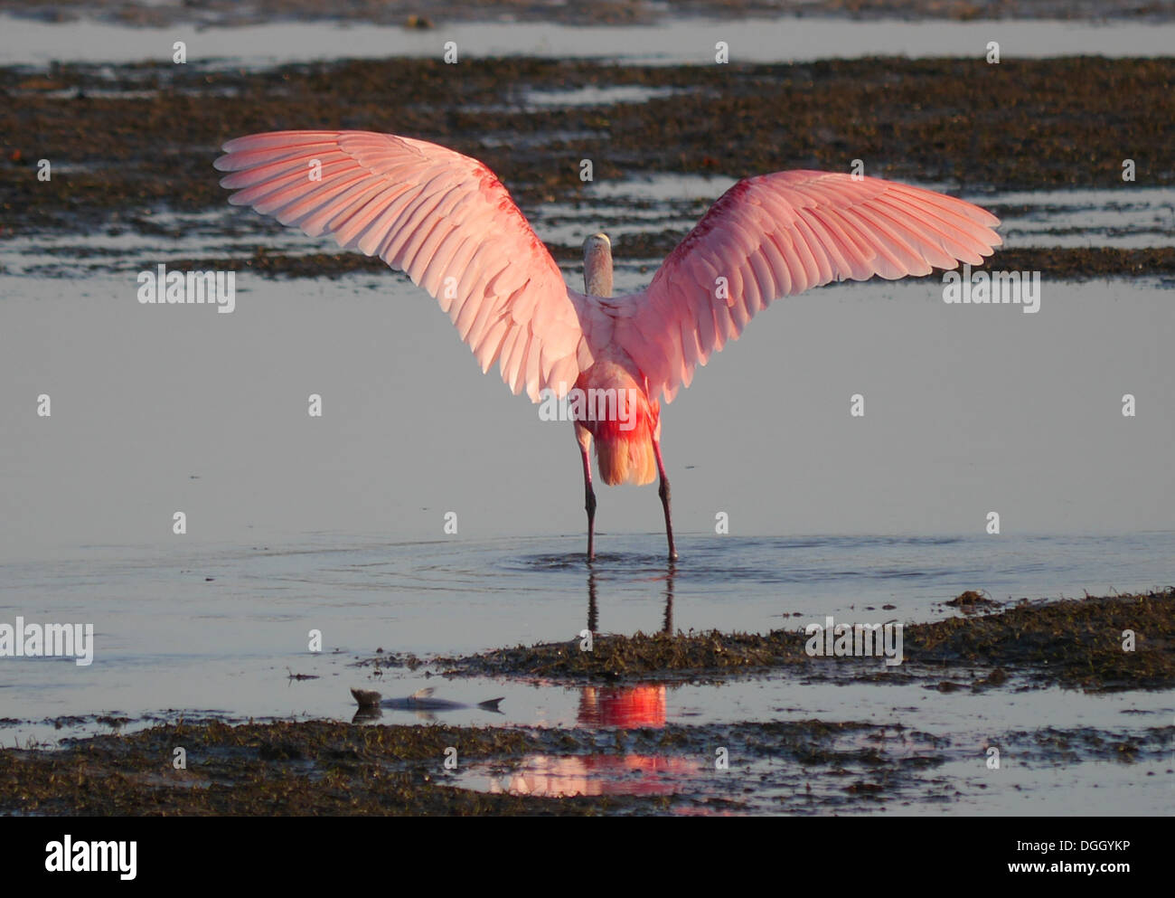 Roseate Spoonbill (Ajaia ajaja) adult rear view standing in shallow ...