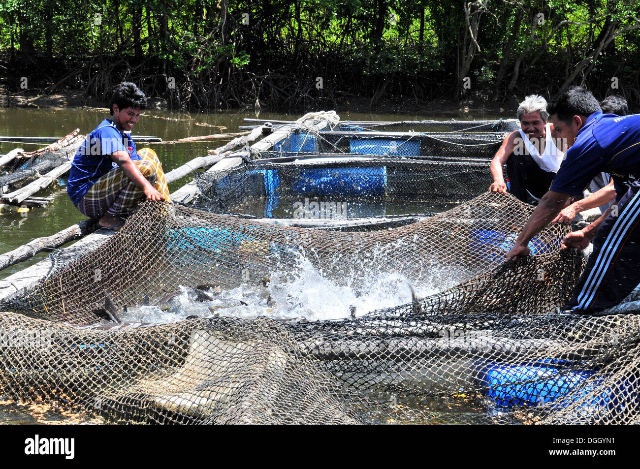 Aquaculture Fish Farming In Thailand High Resolution Stock Photography ...