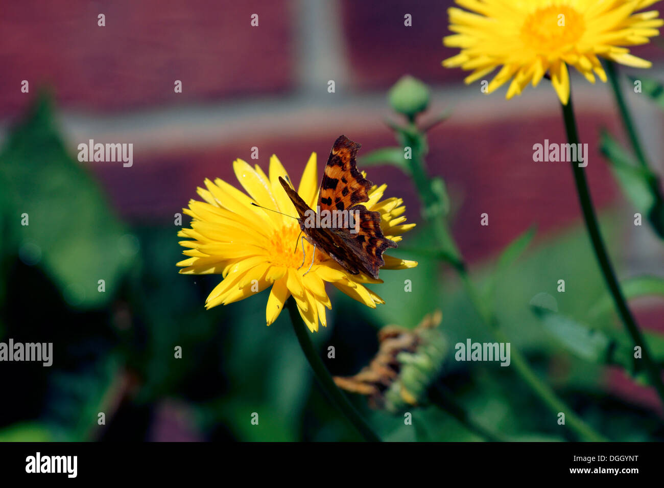 Comma butterfly chrysalis hi-res stock photography and images - Alamy