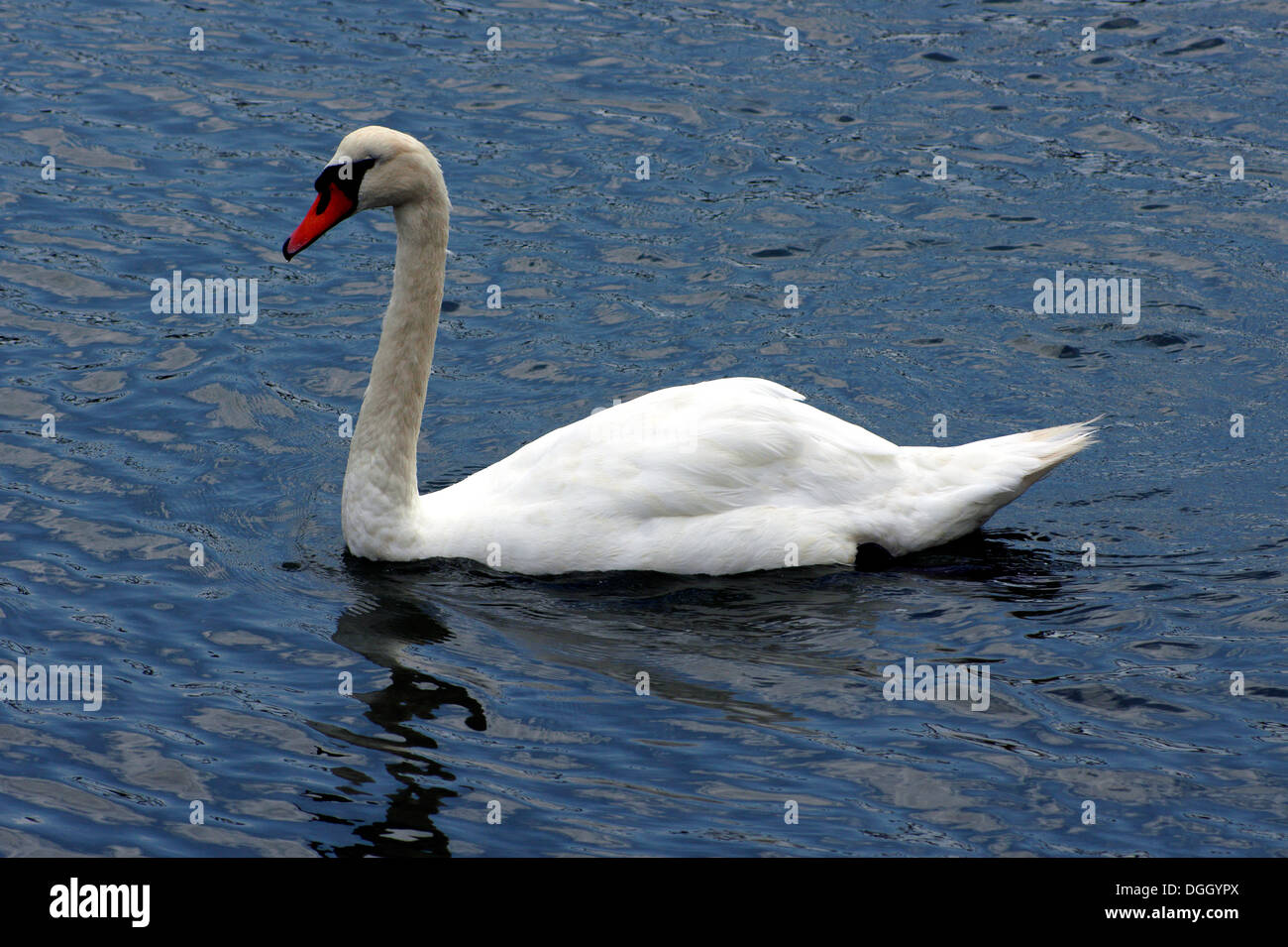 Trumpeter swan nest hi-res stock photography and images - Alamy