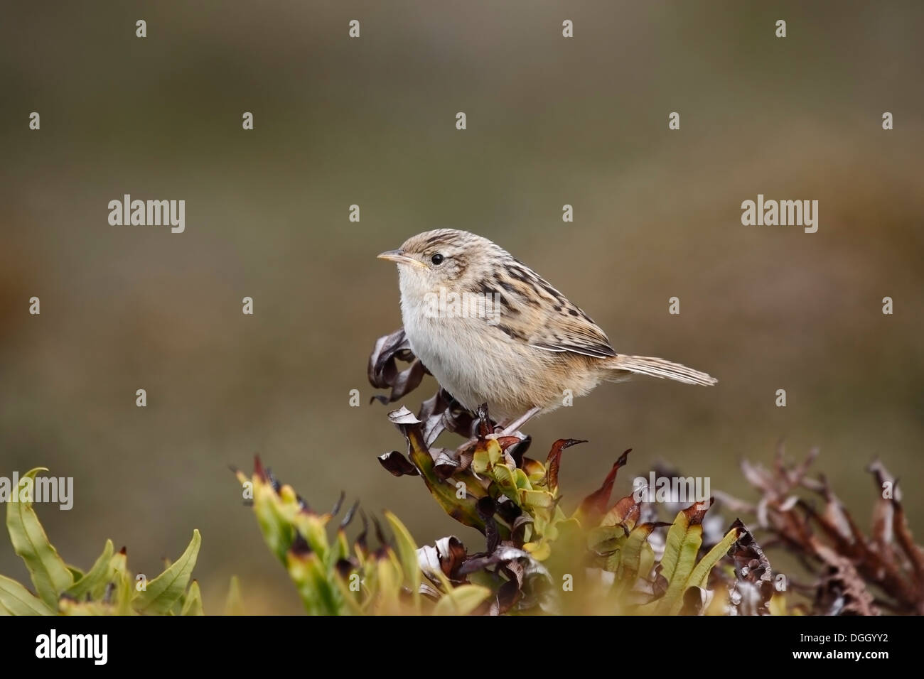 Sedge wren cistothorus platensis hi-res stock photography and images ...