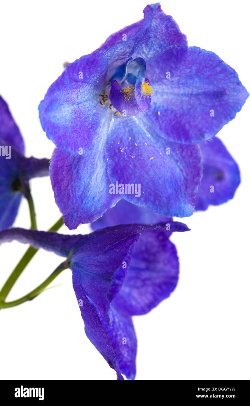 dark blue delphinium flower isolated on white Stock Photo - Alamy