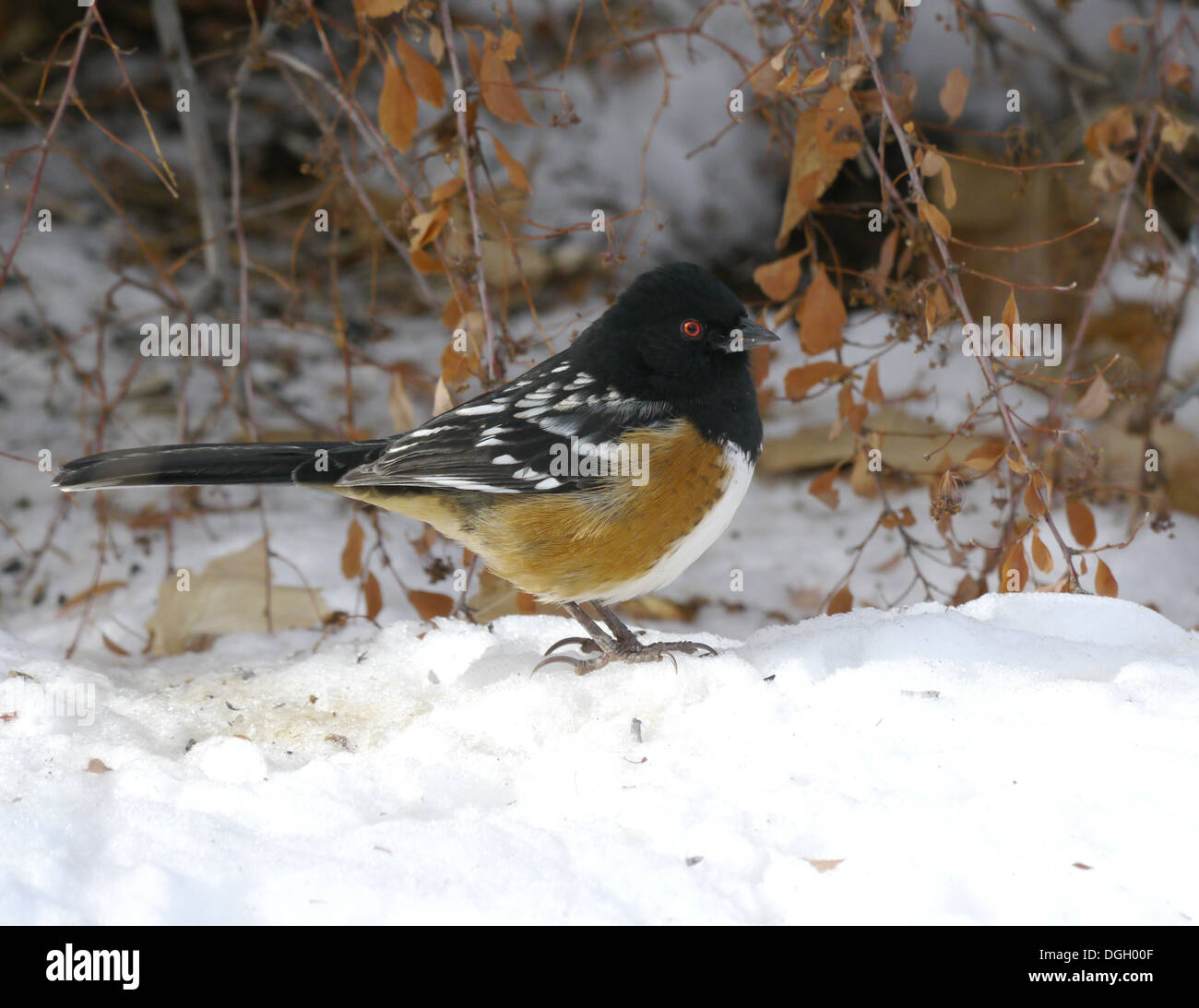 American towhees hi-res stock photography and images - Alamy