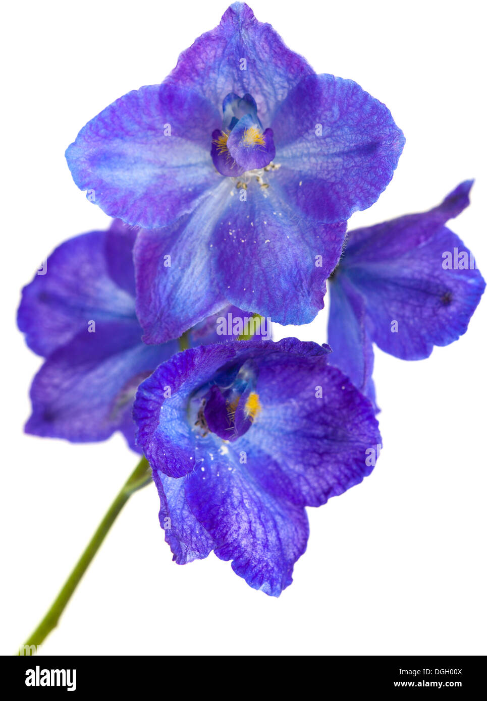 dark blue delphinium flower isolated on white Stock Photo - Alamy