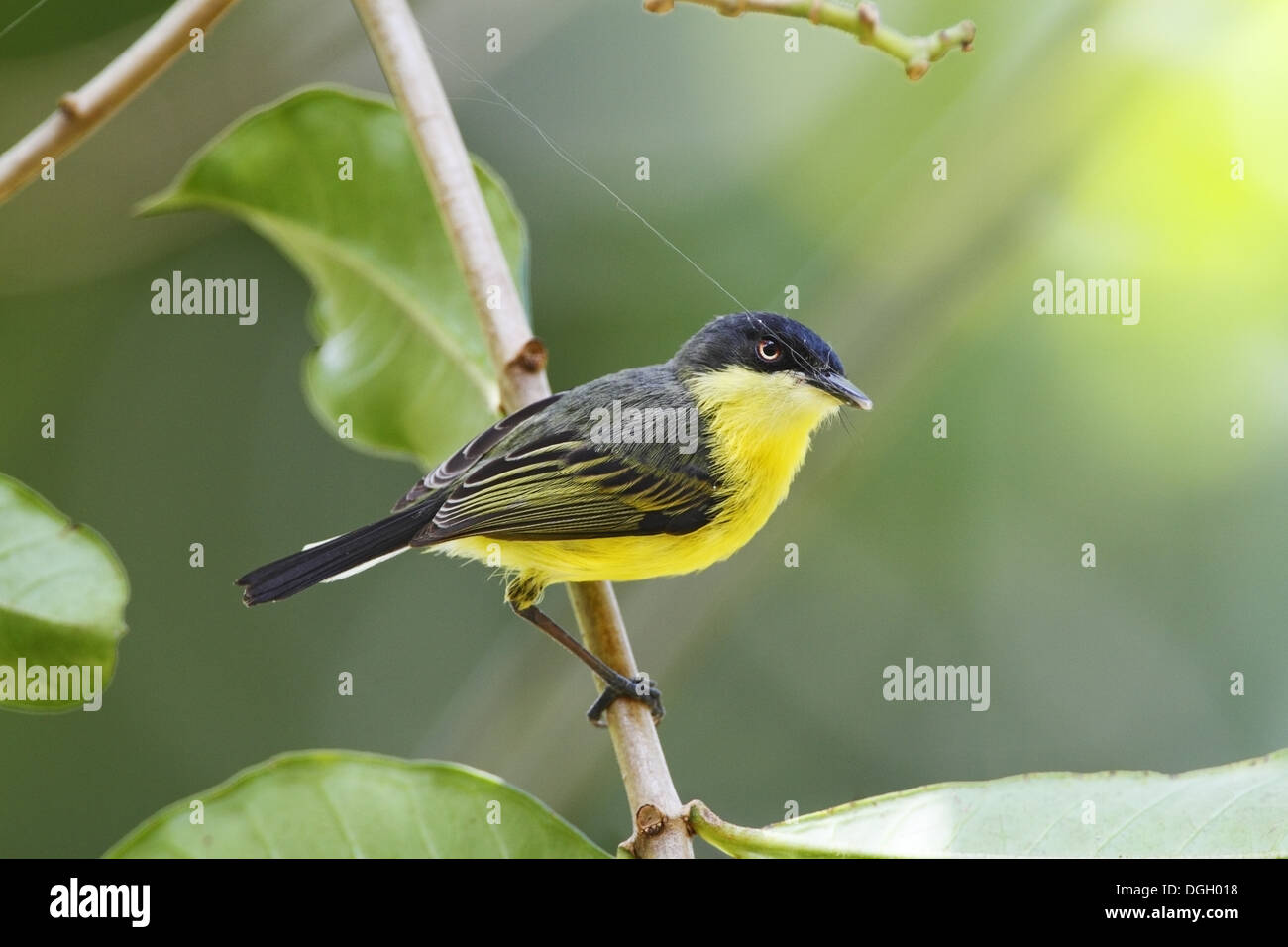 Common Tody-flycatcher (Todirostrum cinereum) adult, with spider web in ...
