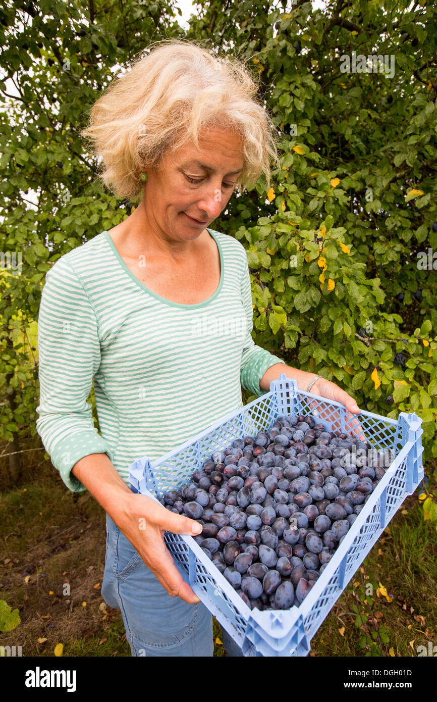 A woman picking Damsons growing in an orchard near Pershore, Vale of ...