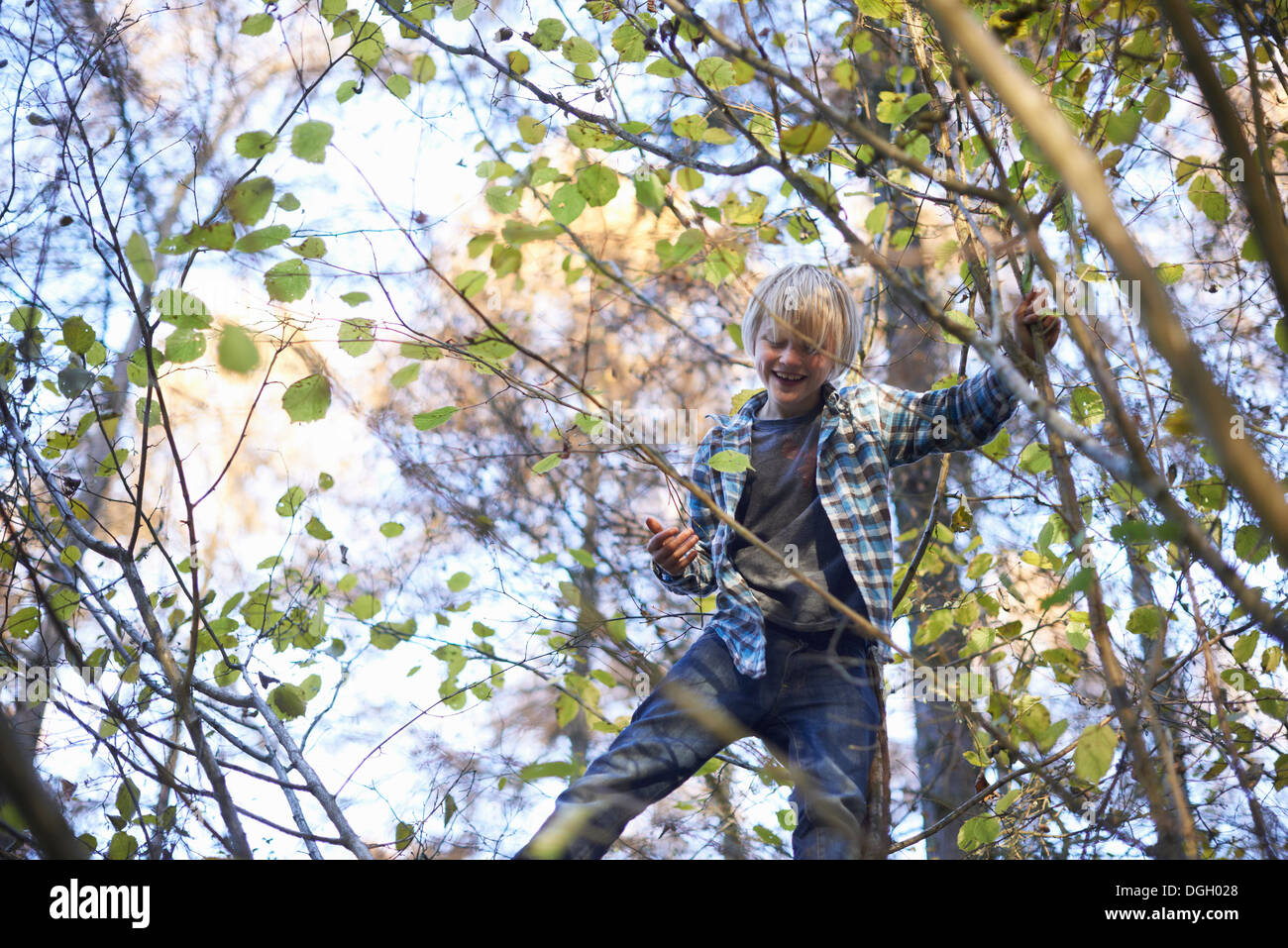 Boy up in tree Stock Photo - Alamy
