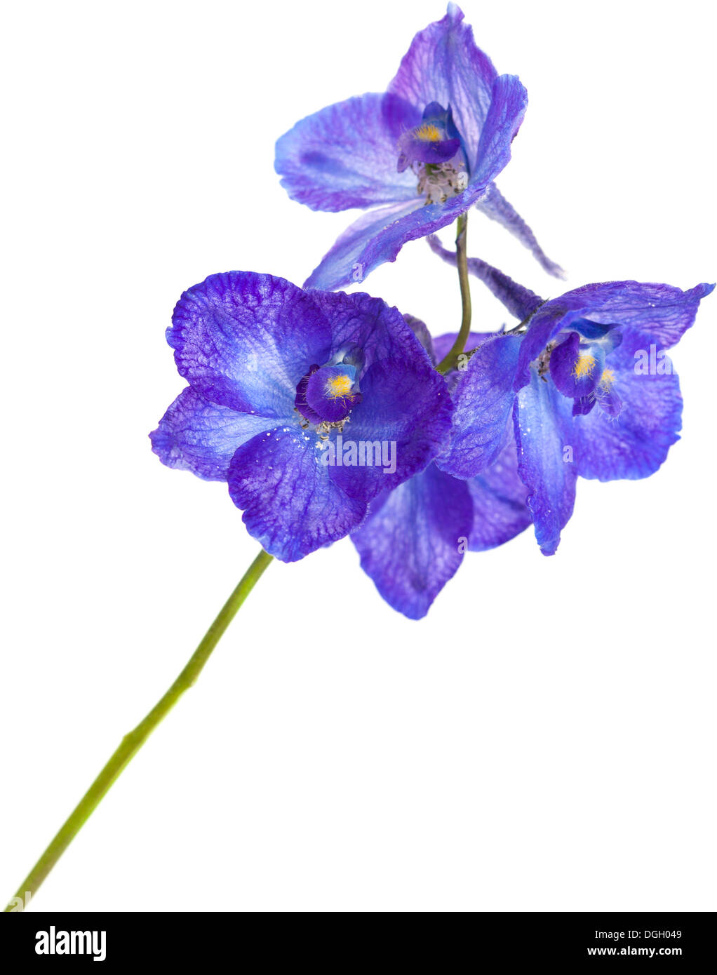 dark blue delphinium flower isolated on white Stock Photo - Alamy