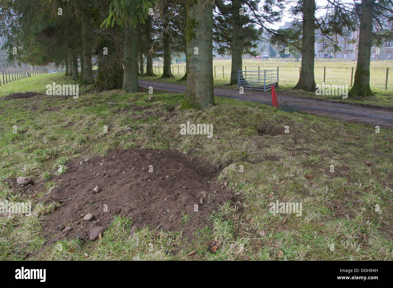 Eurasian Badger (Meles meles) sett, digging damage to estate road ...