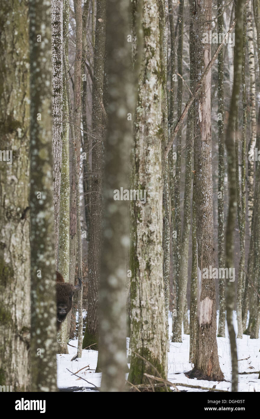 European Bison (Bison bonasus) adult male peering around tree trunk in ...