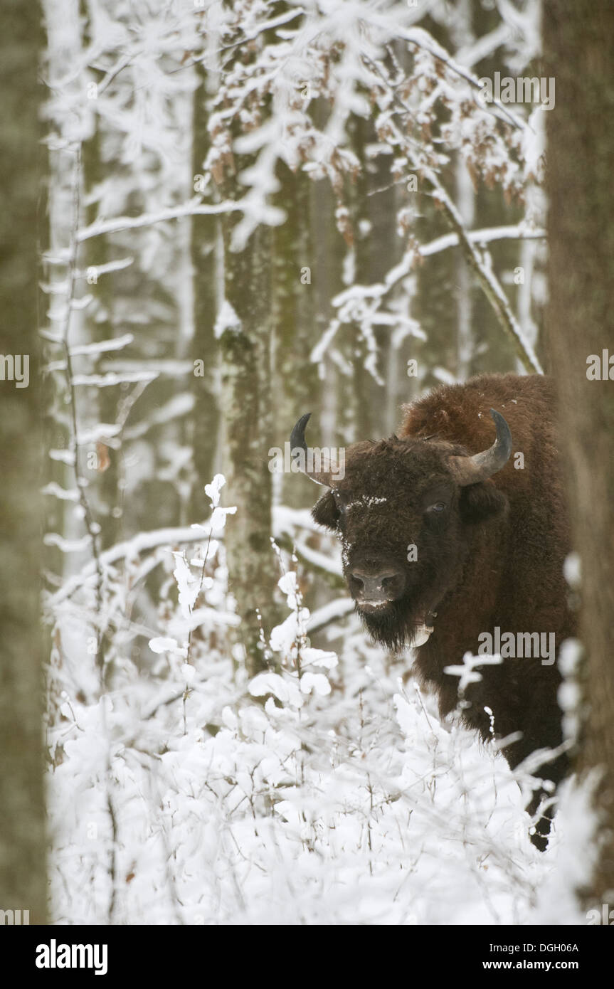 European Bison (Bison bonasus) adult male with radio tracking collar ...