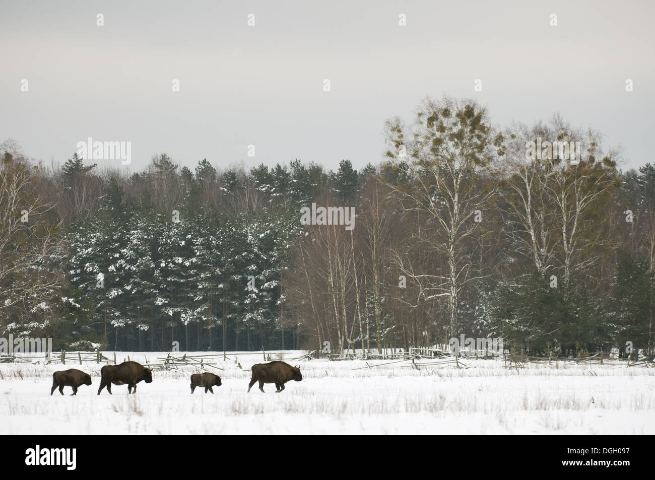European Bison (Bison bonasus) adult females and calves walking in snow ...