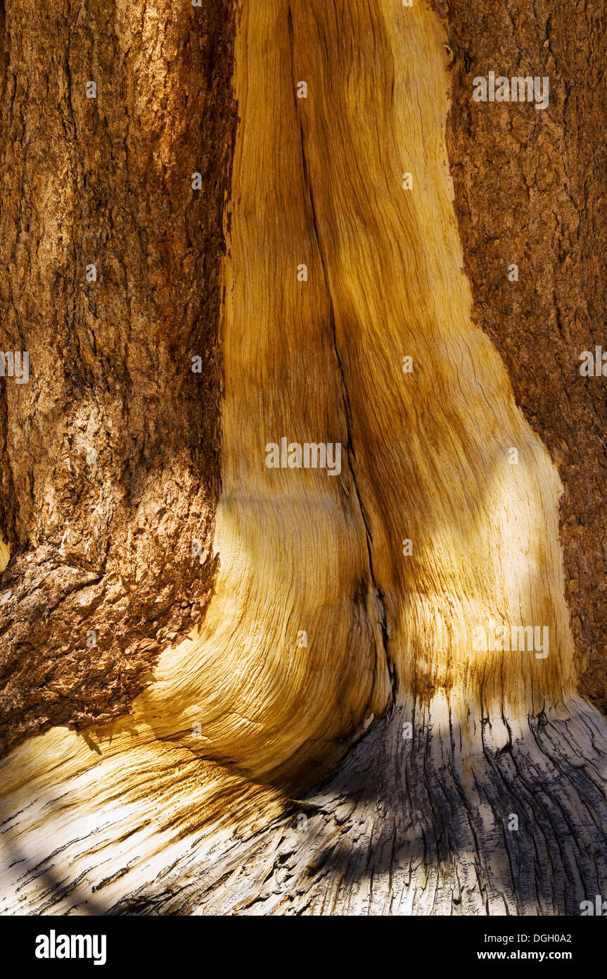 Bristlecone pine wood grain hi-res stock photography and images - Alamy