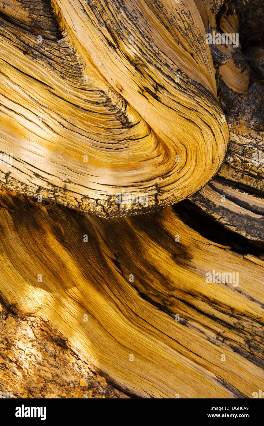 Bristlecone pine wood grain hi-res stock photography and images - Alamy