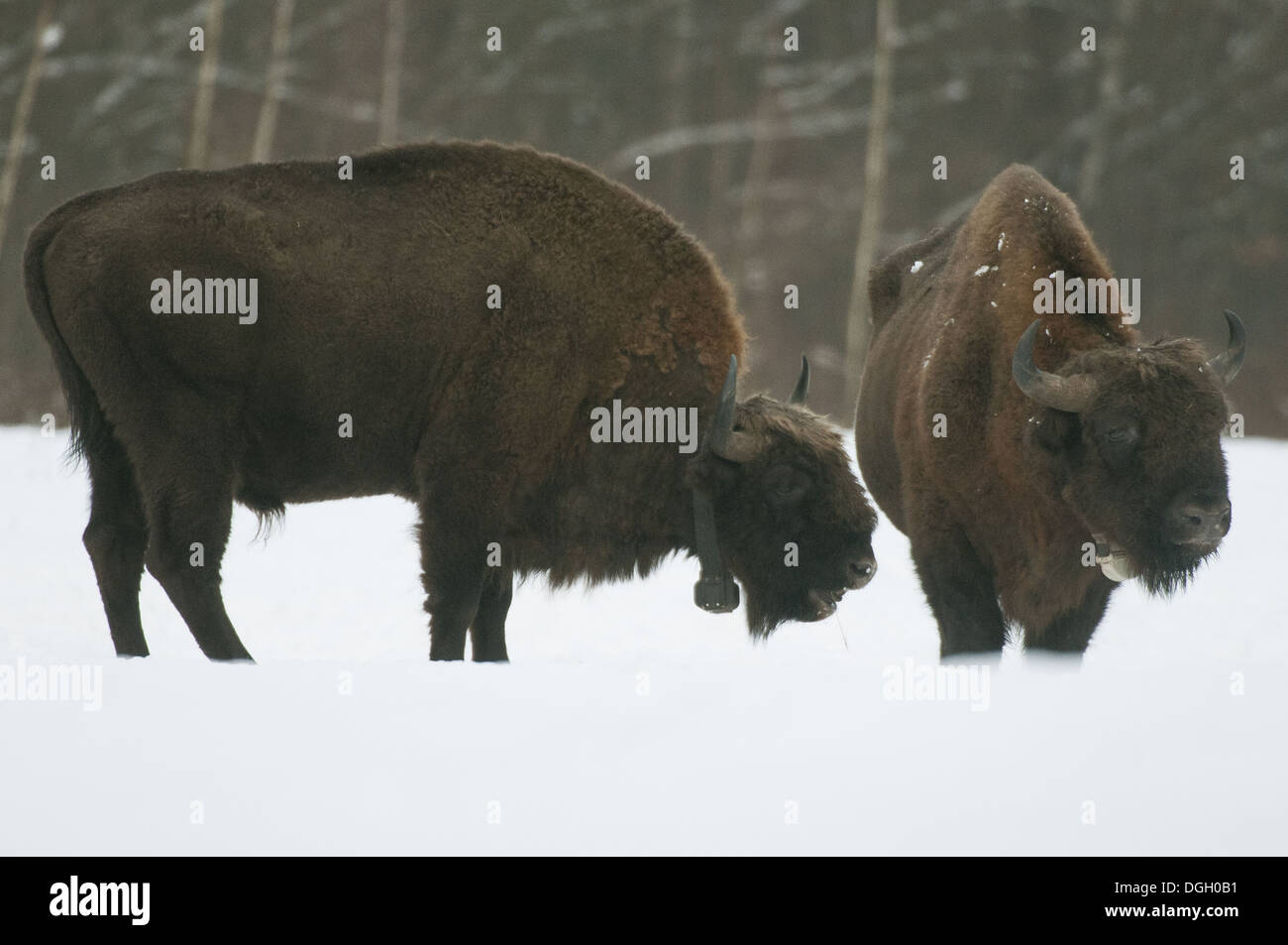 European Bison (Bison bonasus) two adult males wearing radio tracking ...