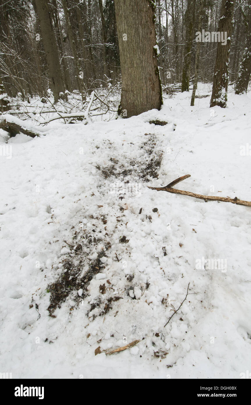 Signs of pigs rooting behaviour hi-res stock photography and images - Alamy