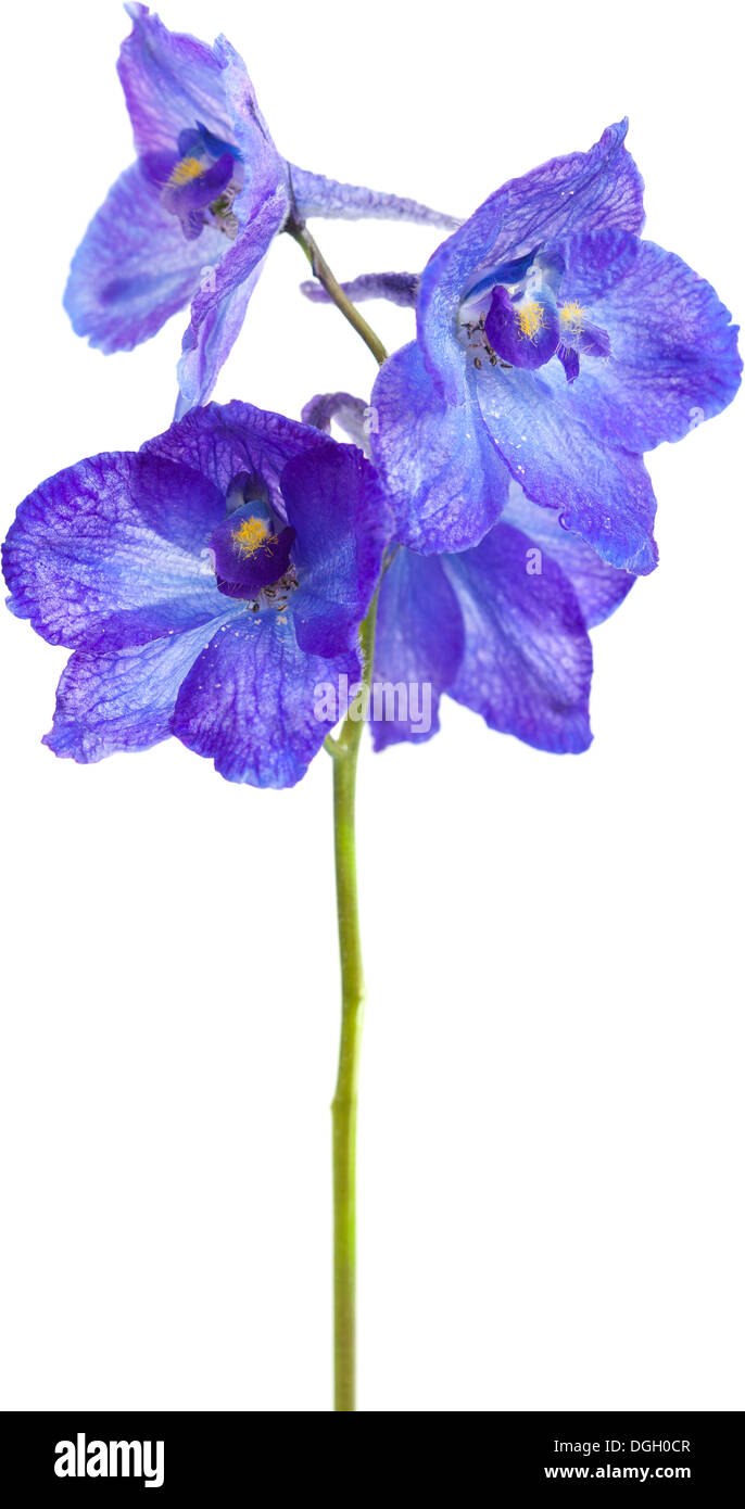 dark blue delphinium flower isolated on white Stock Photo - Alamy