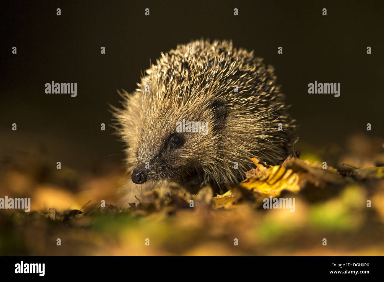 English hedgehog hi-res stock photography and images - Alamy
