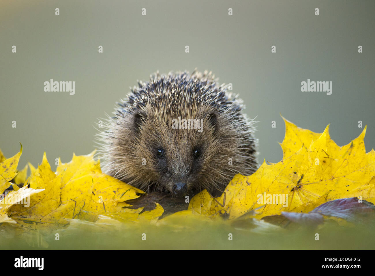 Hedgehogs Autumn Uk Stock Photos & Hedgehogs Autumn Uk Stock Images - Alamy