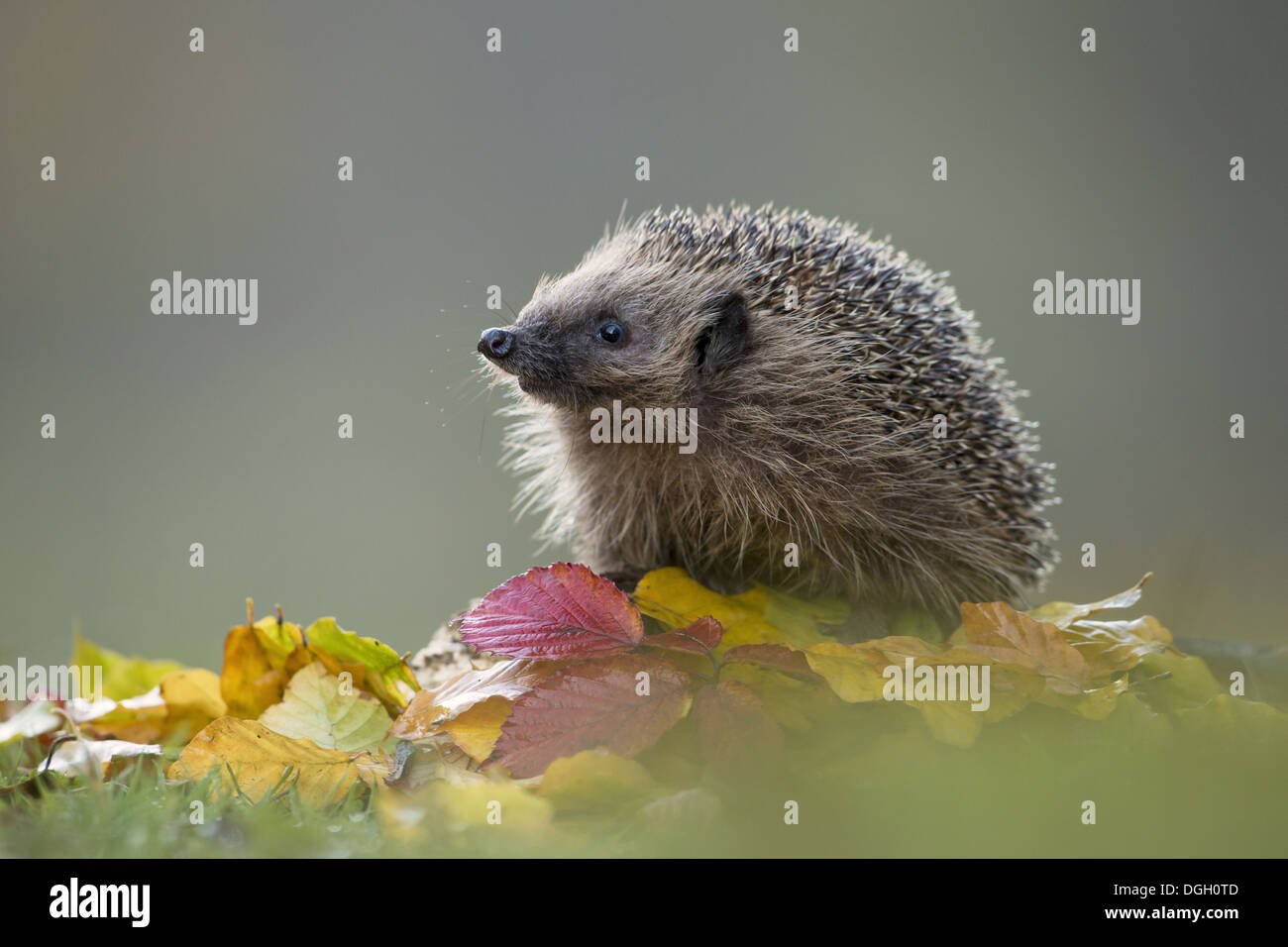 Hedgehogs uk woodland hi-res stock photography and images - Alamy