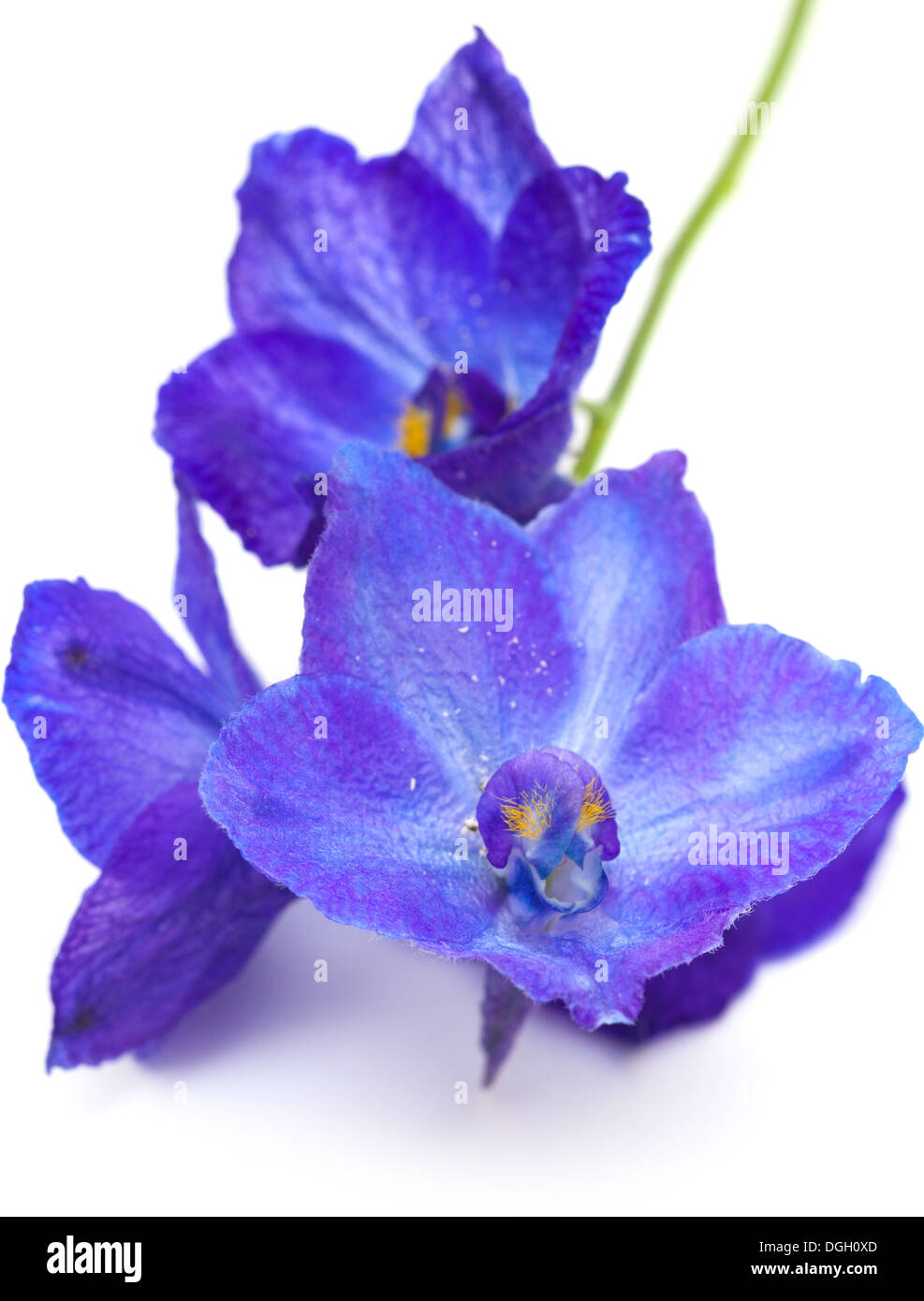 dark blue delphinium flower isolated on white Stock Photo - Alamy