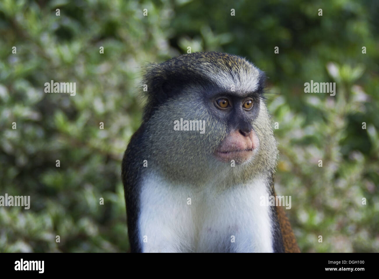 Mona Monkey (Cercopithecus mona) introduced species adult close-up of ...