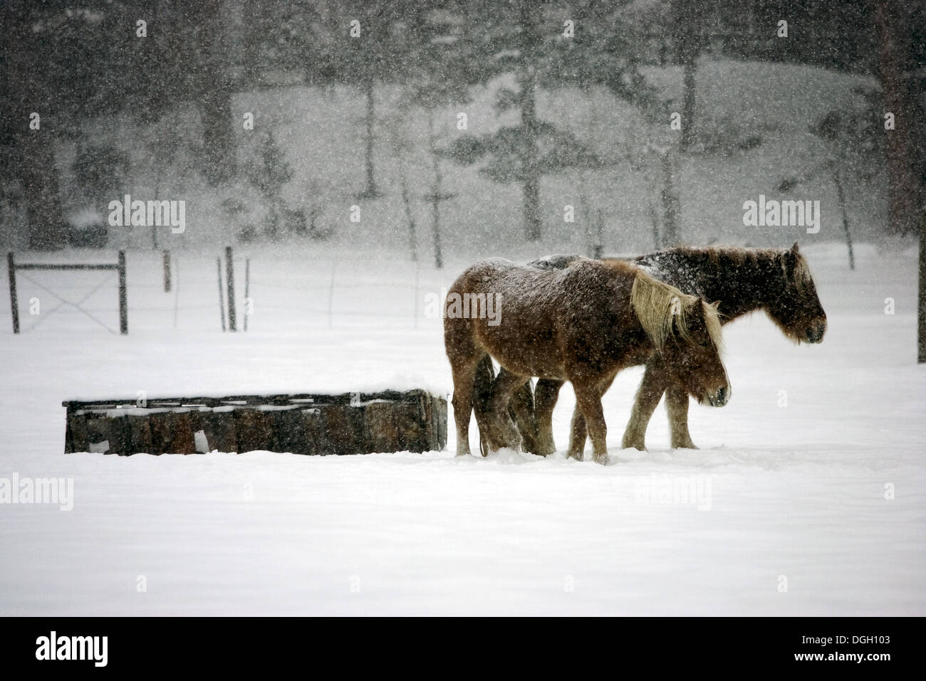 Heavy snow fall hi-res stock photography and images - Alamy
