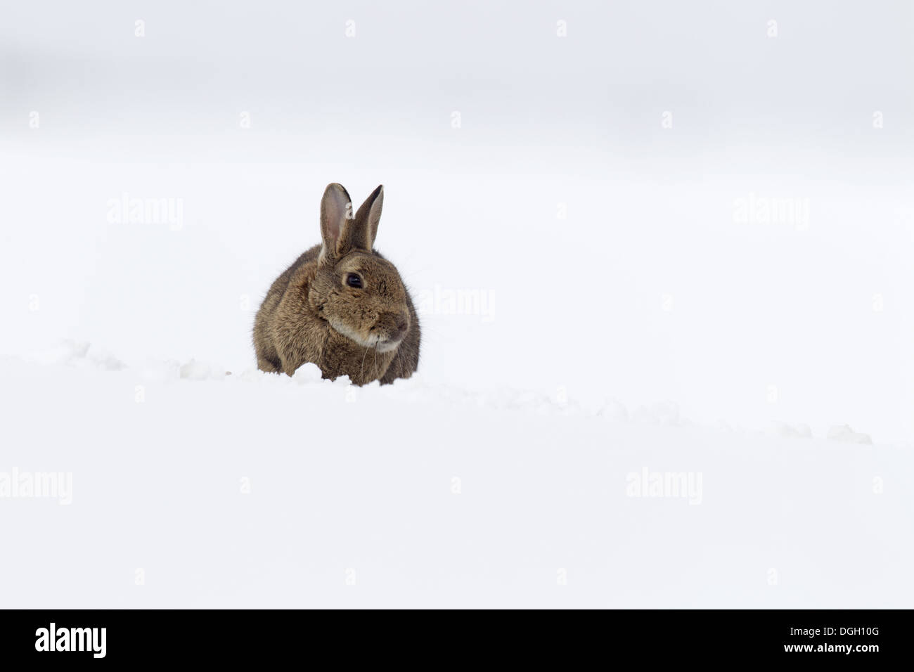 European Rabbit (Oryctolagus cuniculus) adult, sitting on snow covered ...