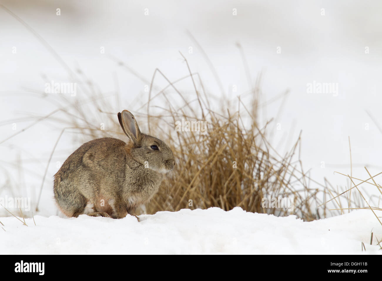 Hill rabbit scotland hi-res stock photography and images - Alamy