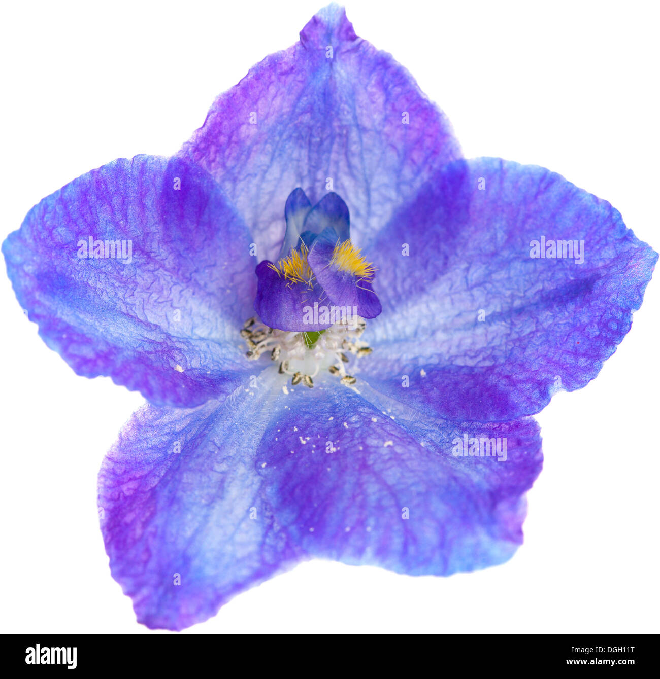 dark blue delphinium flower isolated on white Stock Photo - Alamy