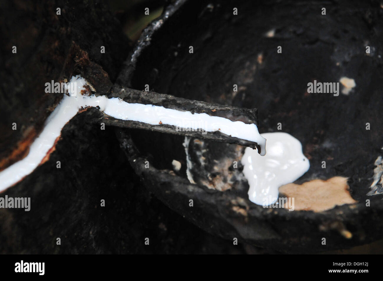 Coagulation of rubber latex hi-res stock photography and images - Alamy