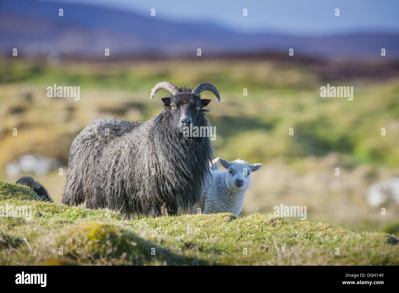 Hebridean lamb hi-res stock photography and images - Alamy