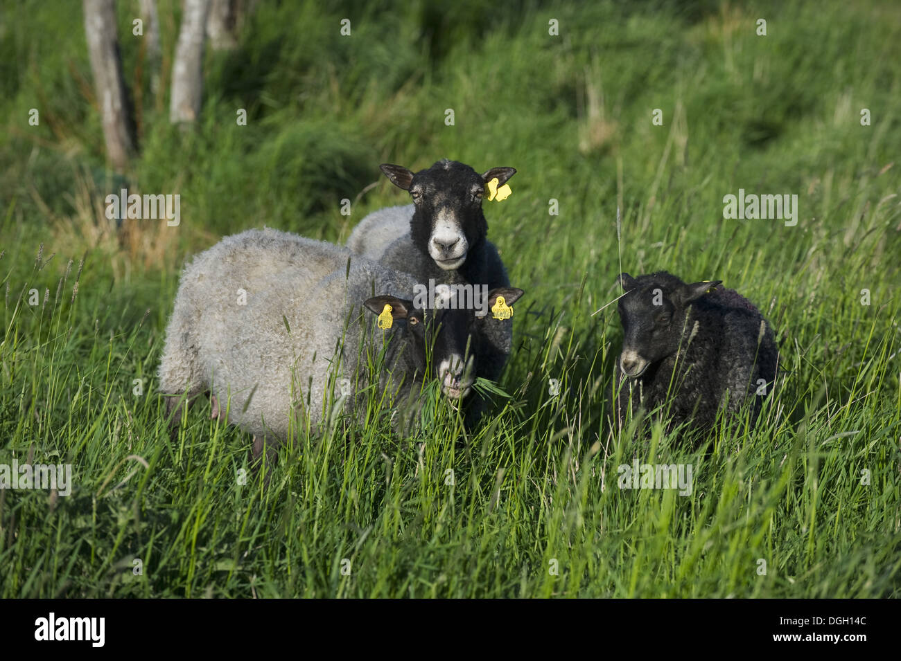 Long ear sheep hi-res stock photography and images - Alamy