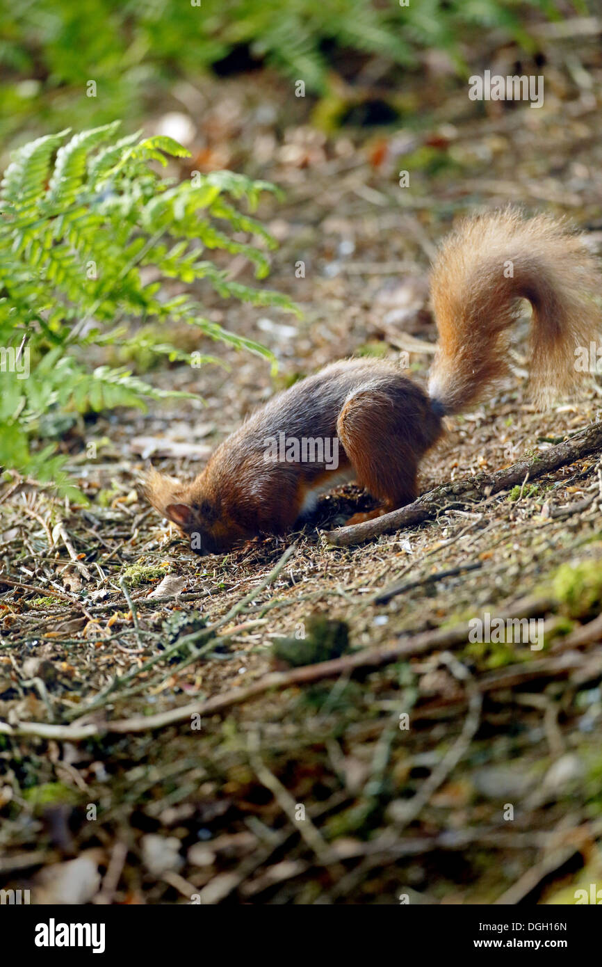 Squirrel burying food hi-res stock photography and images - Alamy