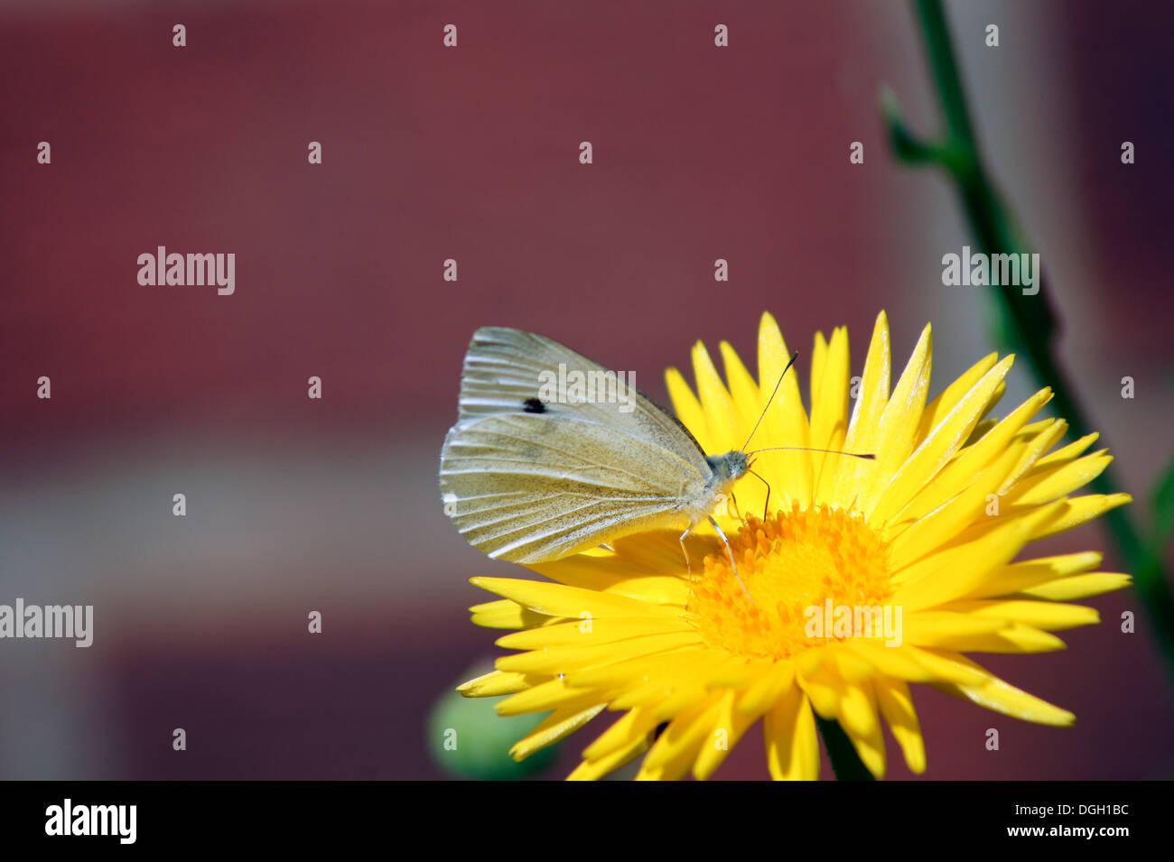 Female white cabbage moth hi-res stock photography and images - Alamy