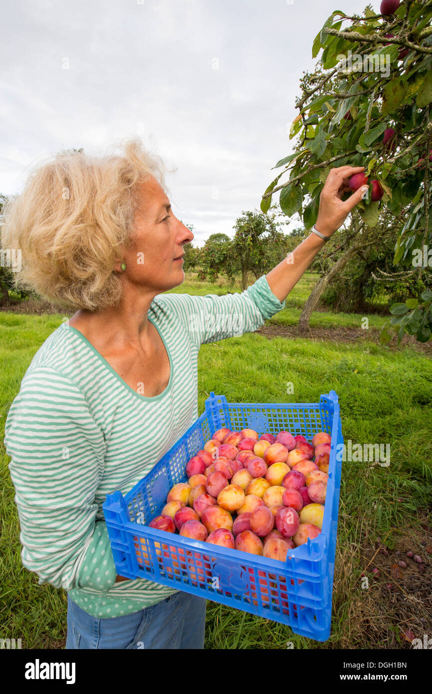 Woman picking plums hi-res stock photography and images - Alamy