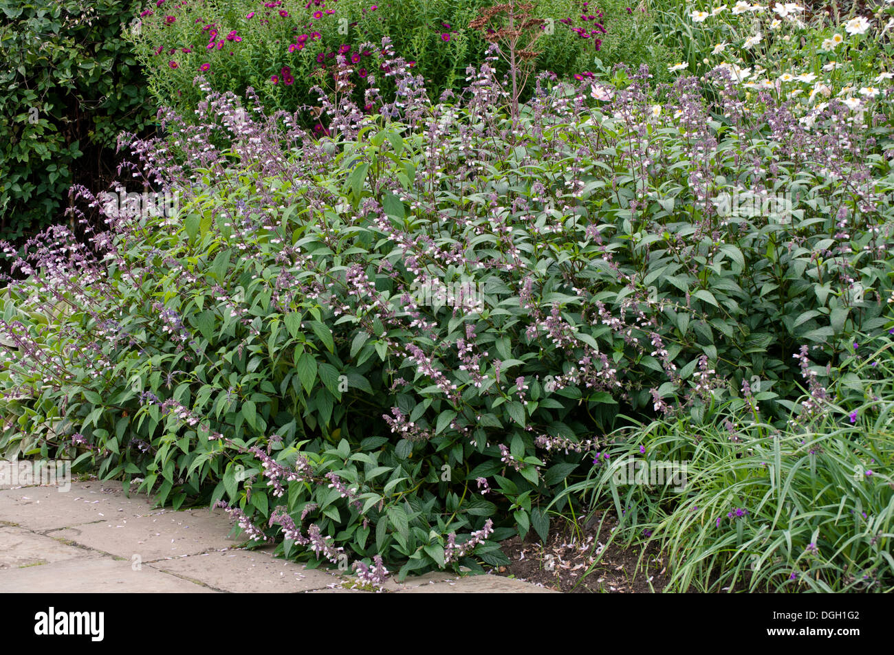 Salvia border hi-res stock photography and images - Alamy