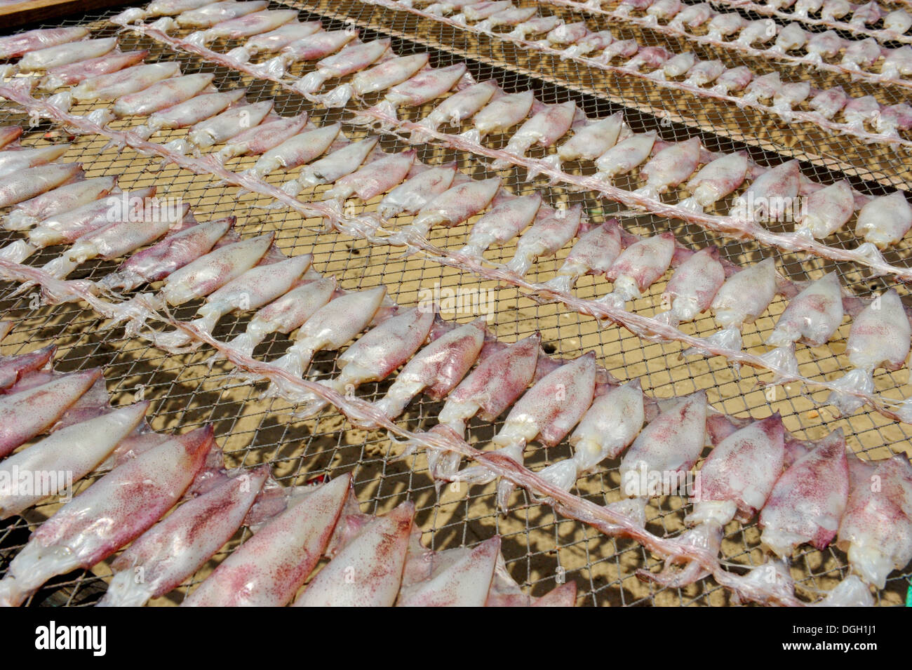 Squid drying under the sun on the beach (Pranburi Thailand Stock Photo ...