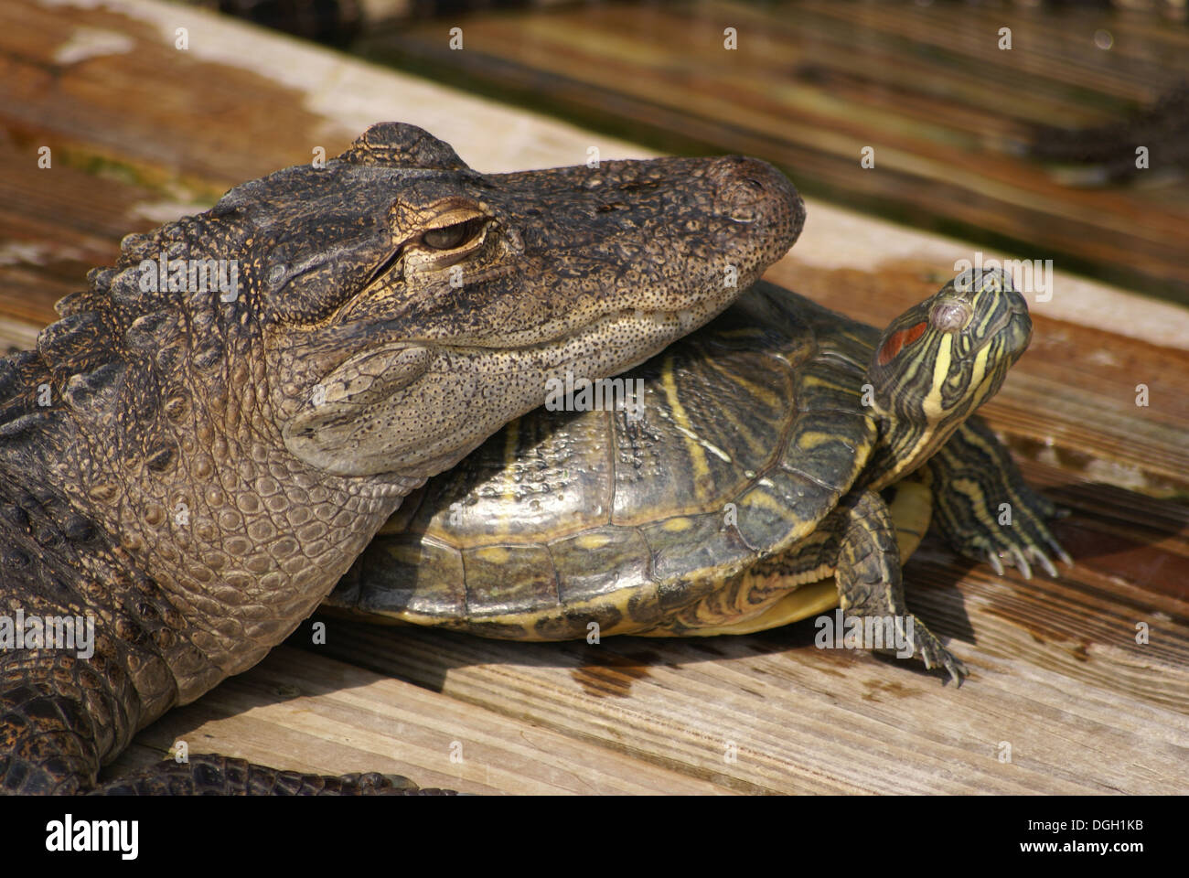 Juvenile american alligators hi-res stock photography and images - Alamy