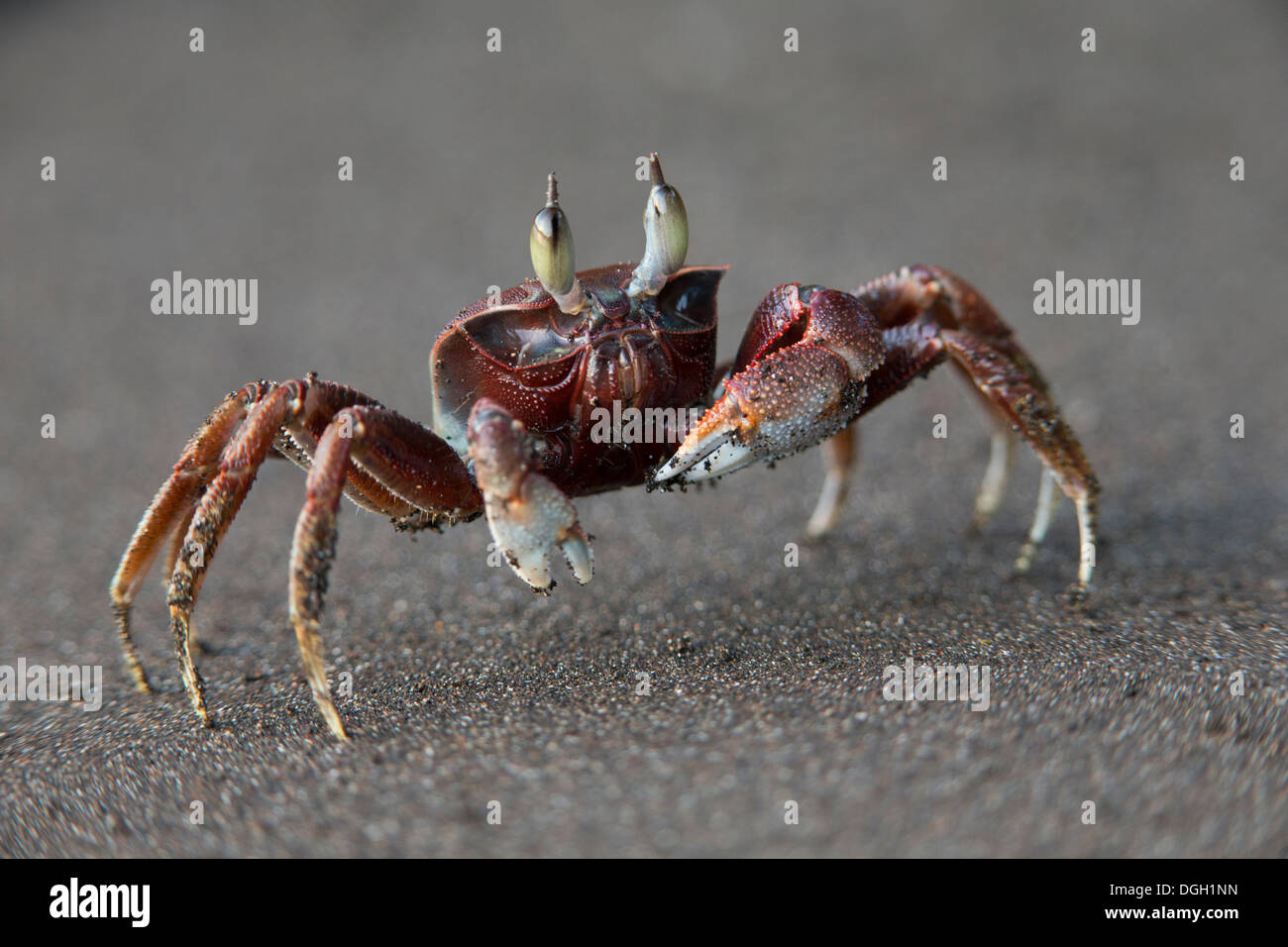 Ghost Crab Behavior