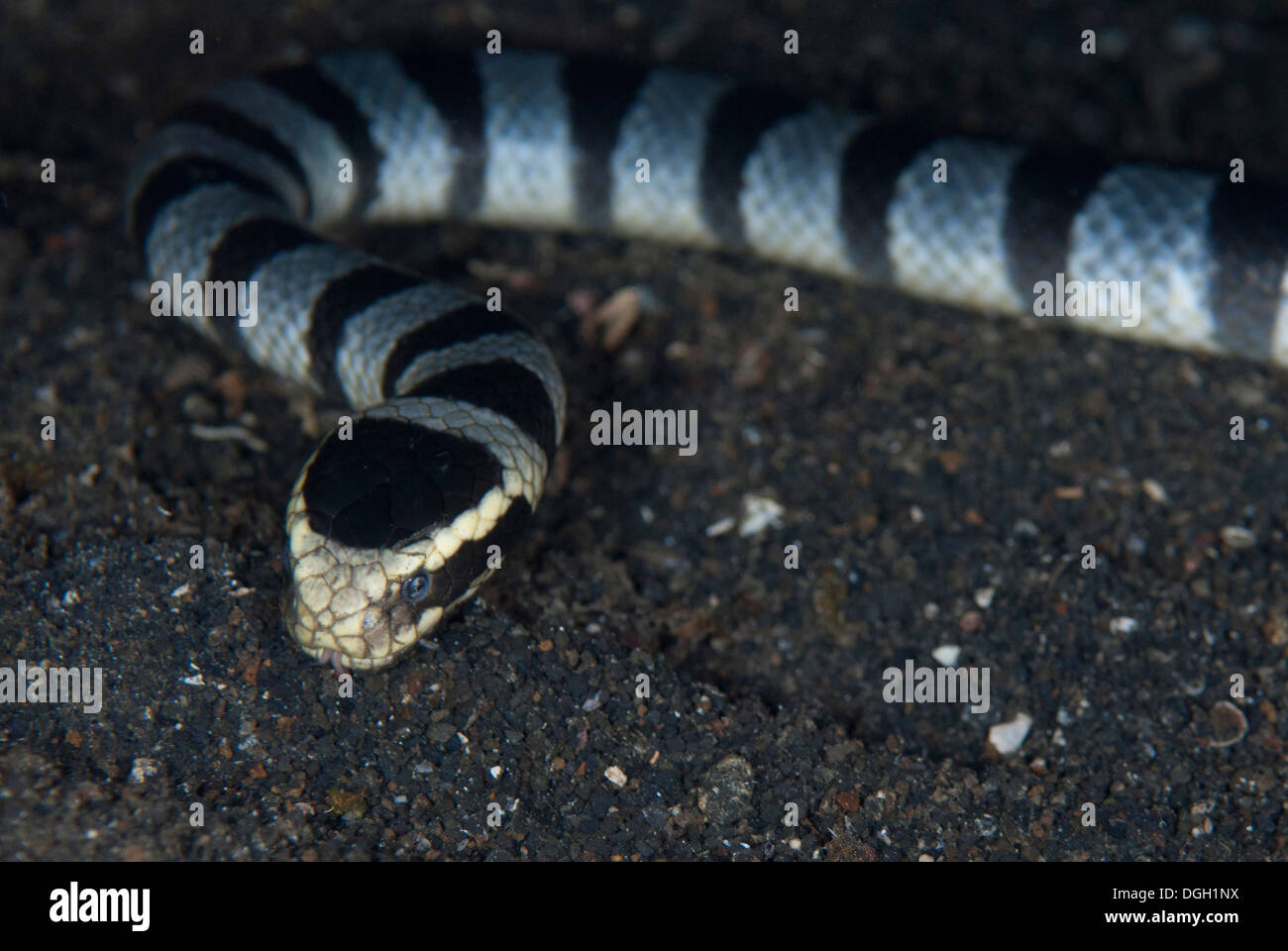 Banded Sea Krait (Laticauda colubrina) adult close-up of head on black ...