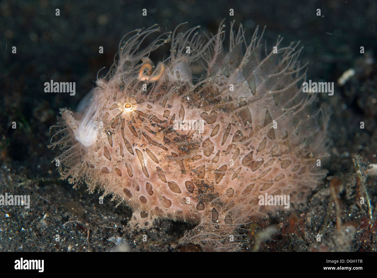 Striped Frogfish (Antennarius striatus) adult with mouth open resting ...