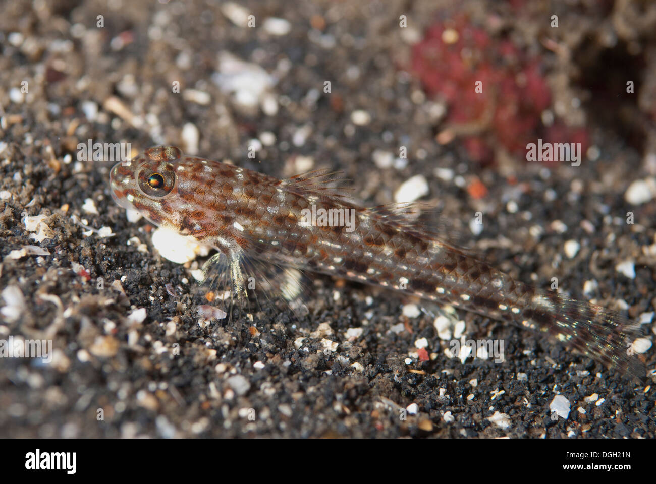 Decorated sand goby istigobius decoratus hi-res stock photography and ...