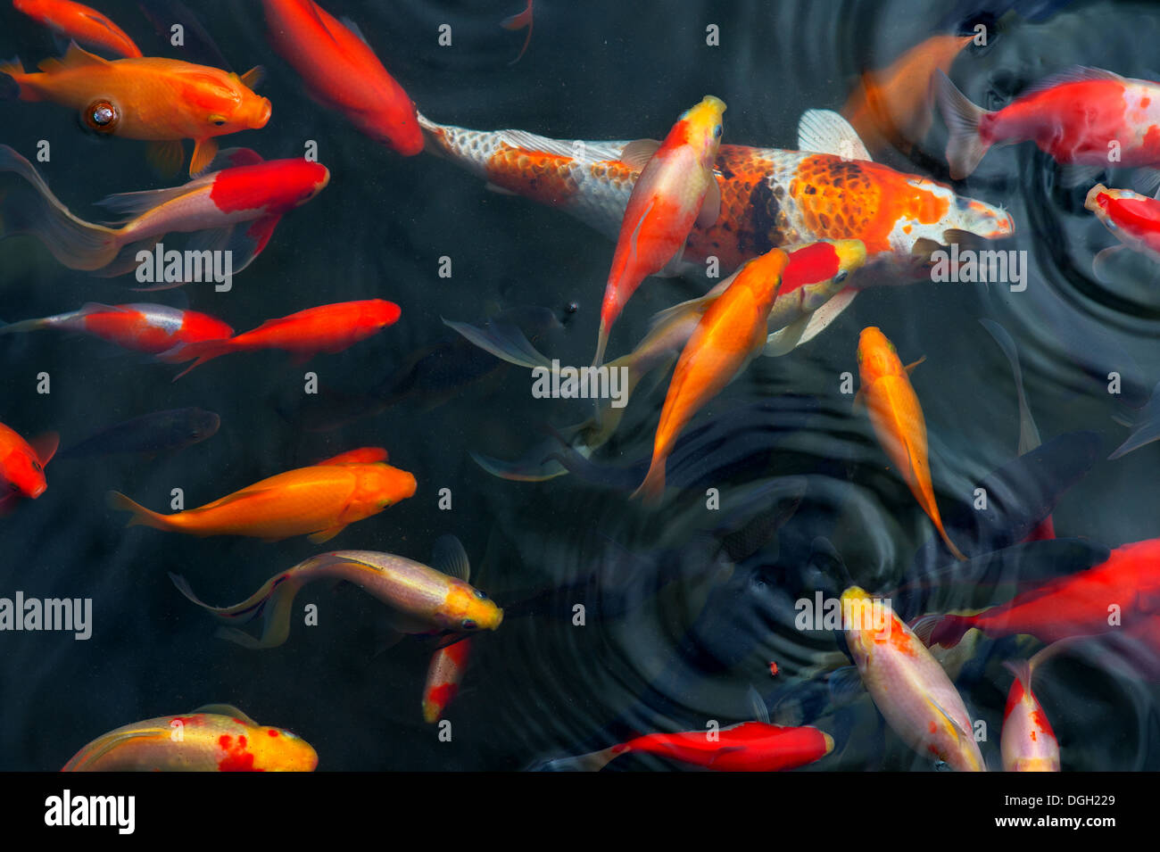Koi Carps Fish Japanese swimming (Cyprinus carpio) beautiful color ...
