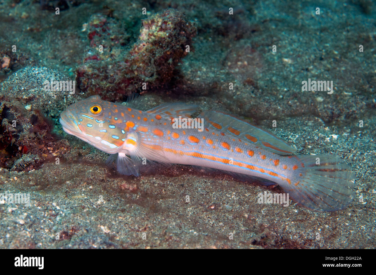 Orange-dashed Goby (Valenciennea puellaris) adult resting on black sand ...